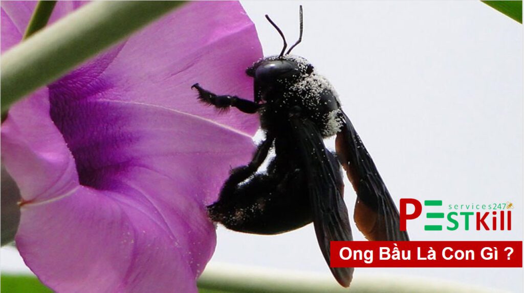 Ong bầu là con gì? Ong bầu có nguy hiểm không?